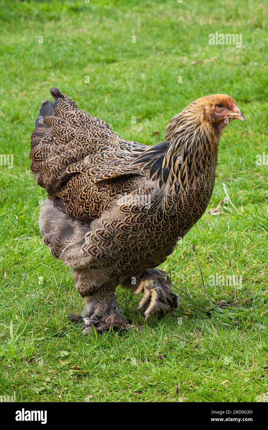 A chicken at The Newt, Bruton/Castle Cary Somerset Stock Photo - Alamy