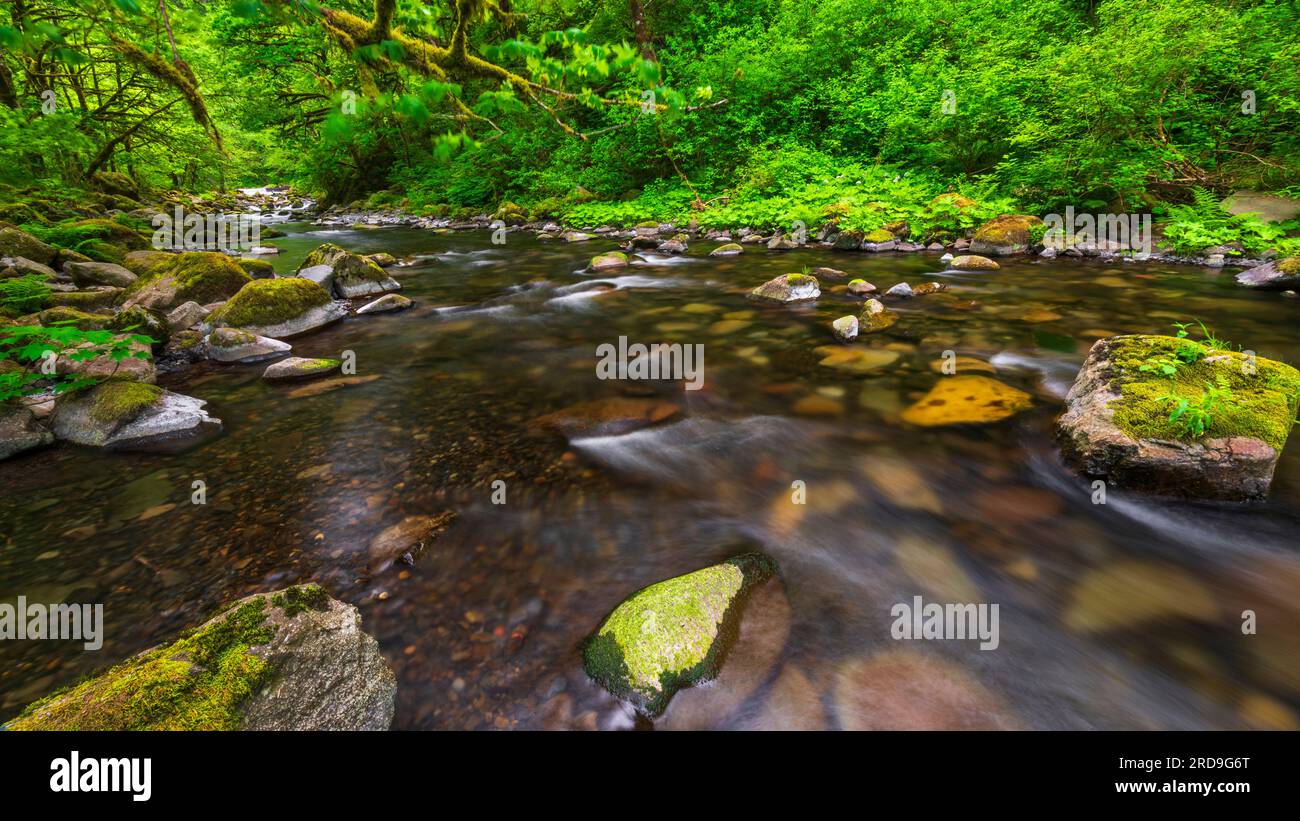 Tanner Creek, Columbia River Gorge National Scenic Area, Oregon USA ...