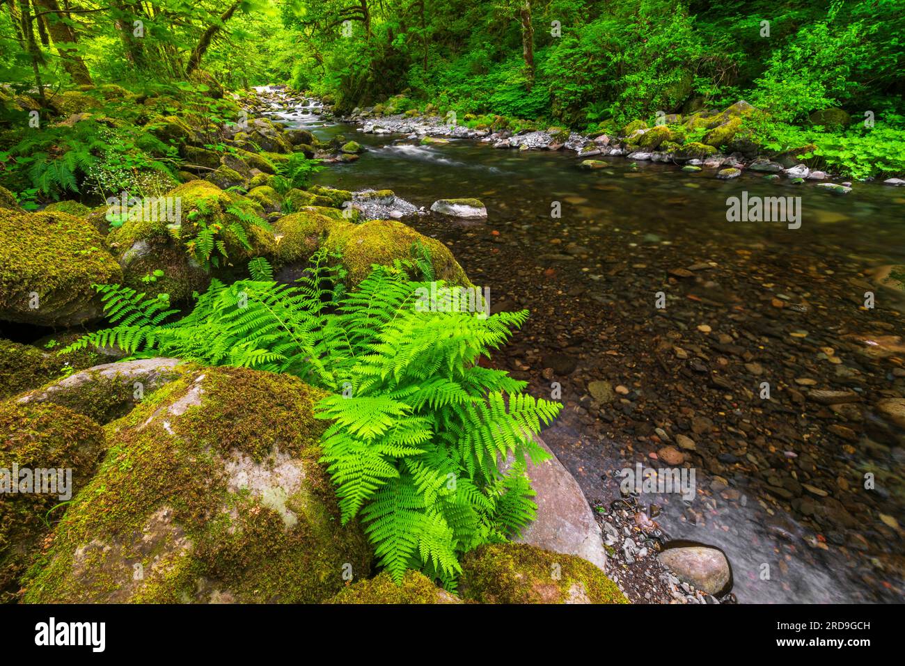 Tanner Creek, Columbia River Gorge National Scenic Area, Oregon USA ...
