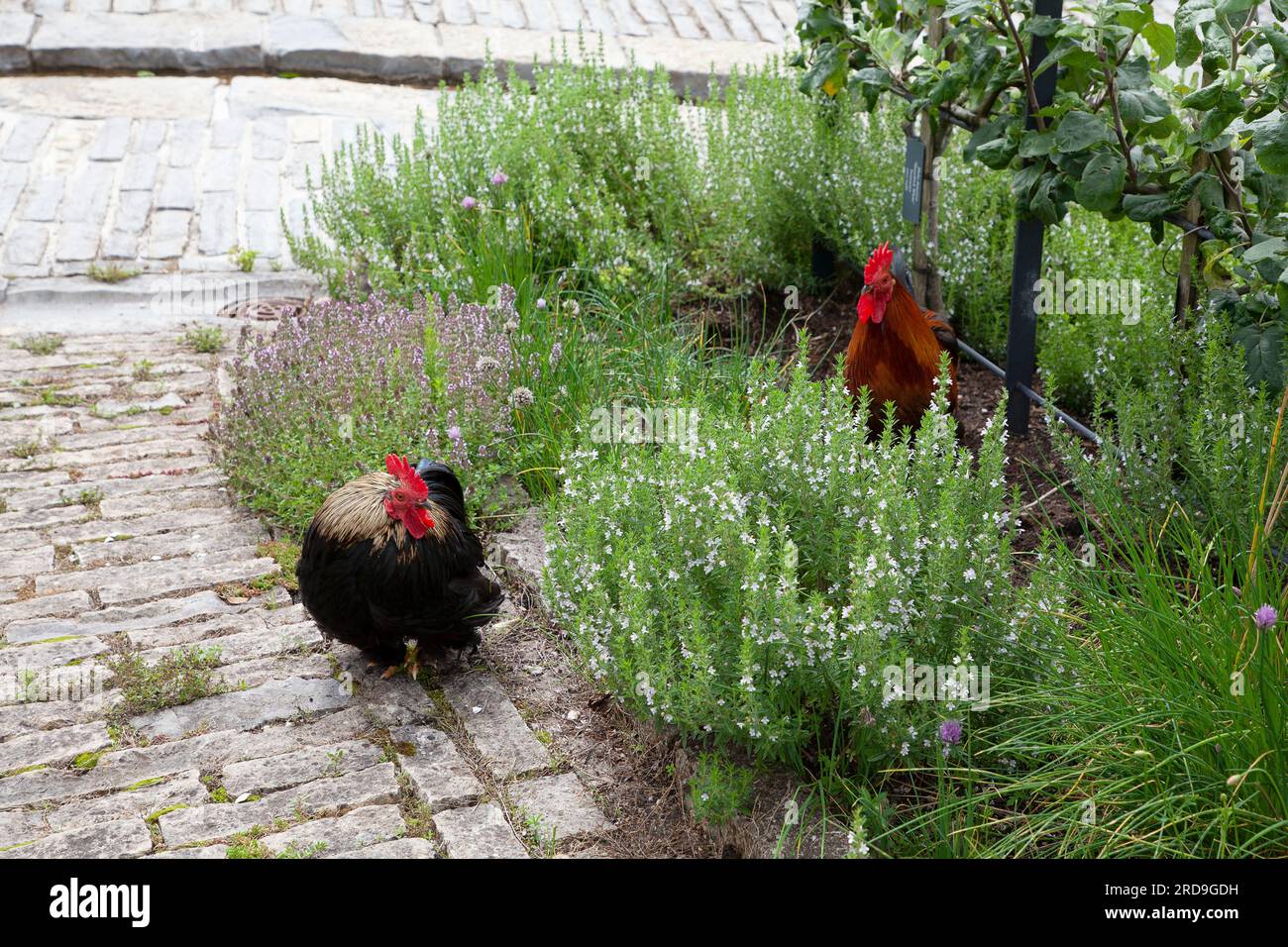 Chickens at The Newt, near Bruton/Castle Cary Somerset Stock Photo - Alamy