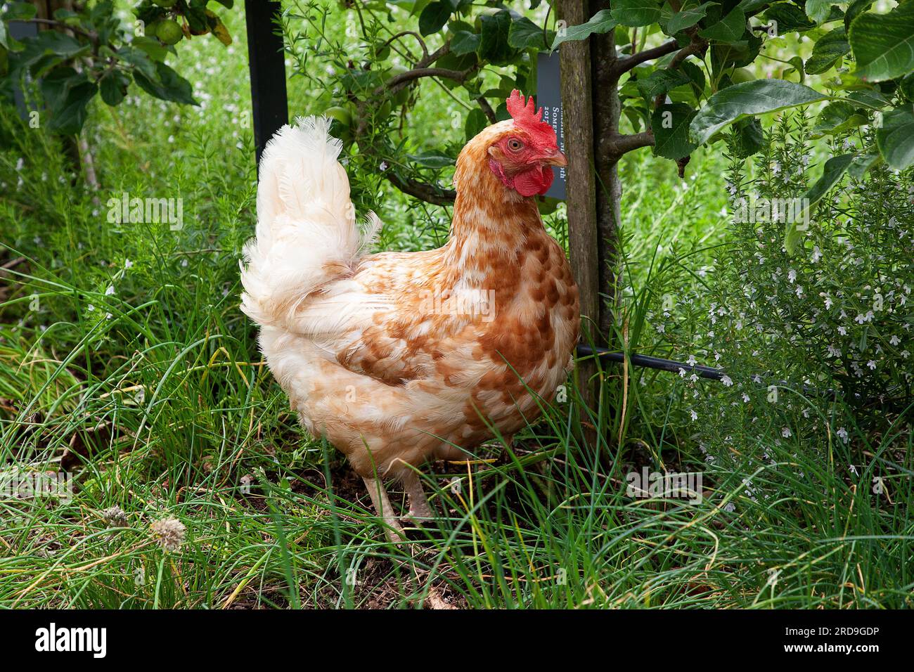 Chicken near the house hi-res stock photography and images - Alamy