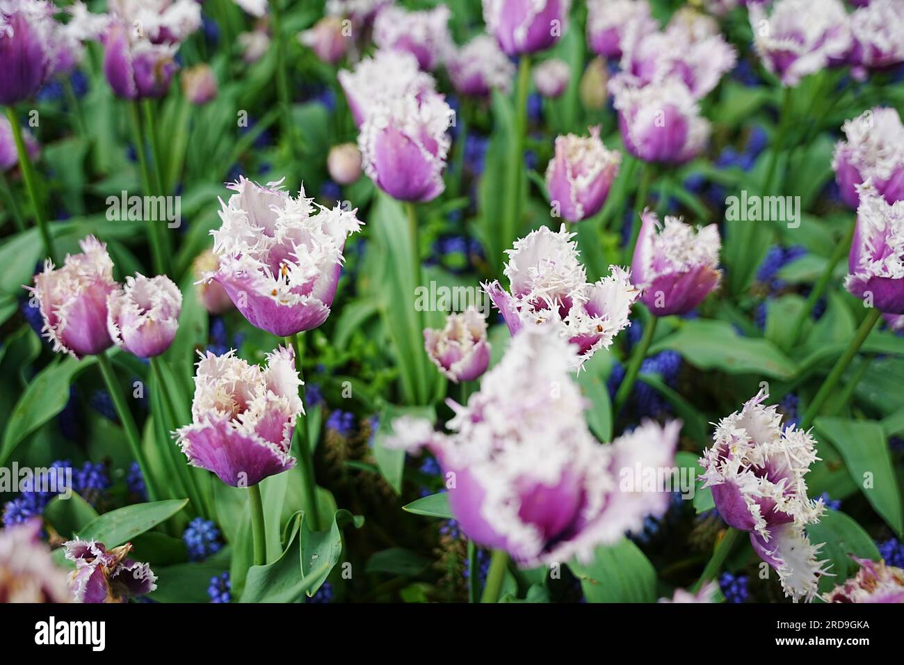 Colourful flowers from Keukenhof, Amsterdam Stock Photo - Alamy