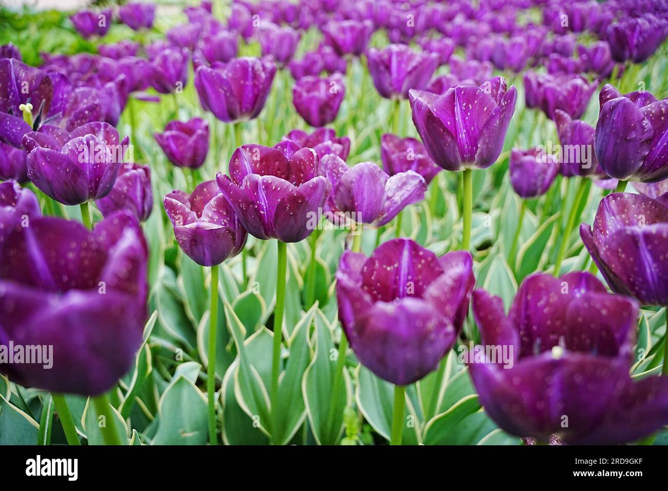 Colourful flowers from Keukenhof, Amsterdam Stock Photo - Alamy