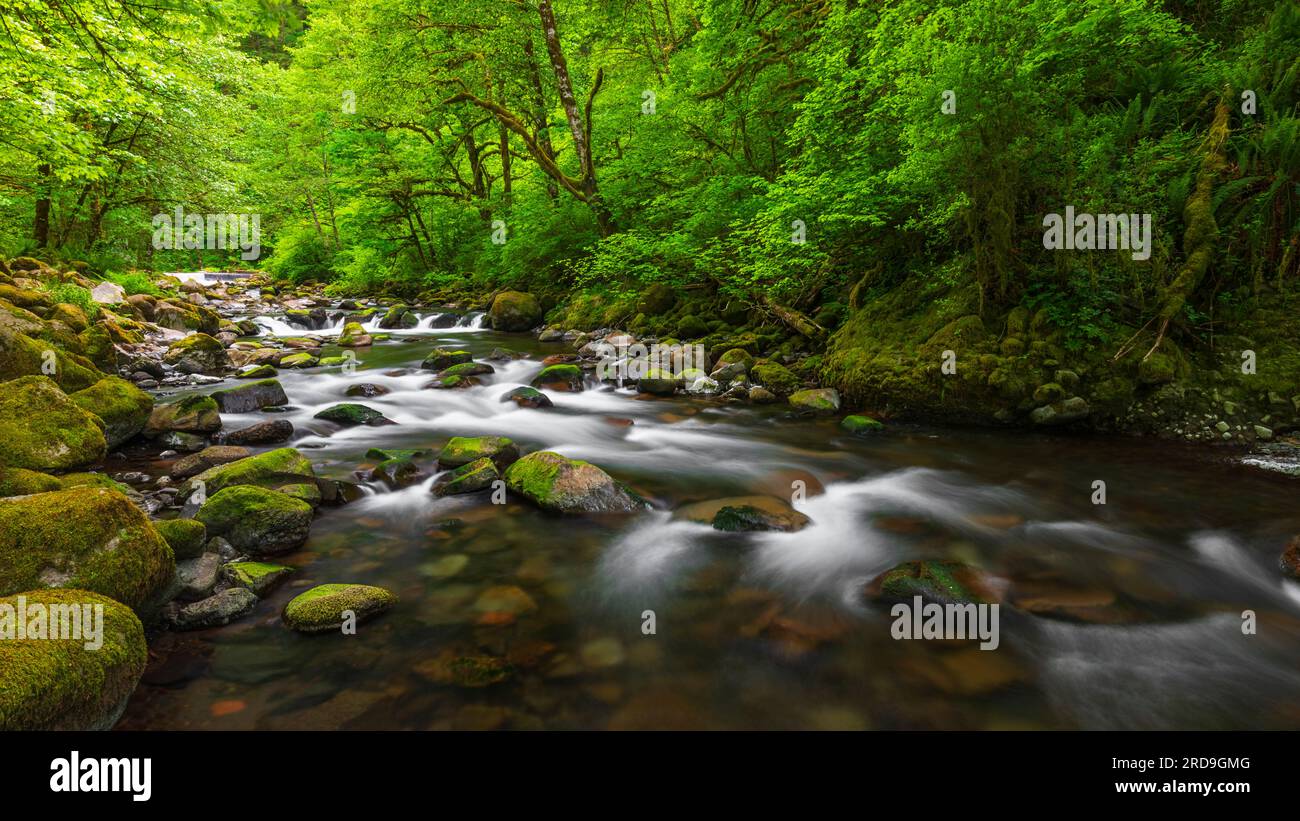 Tanner Creek, Columbia River Gorge National Scenic Area, Oregon USA ...