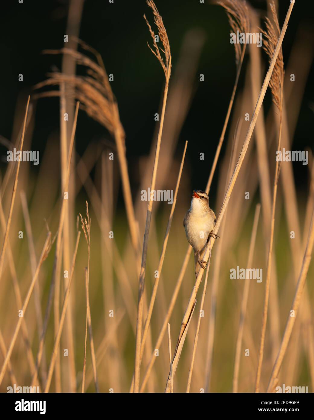 Nesting behavior diversity hi-res stock photography and images - Alamy