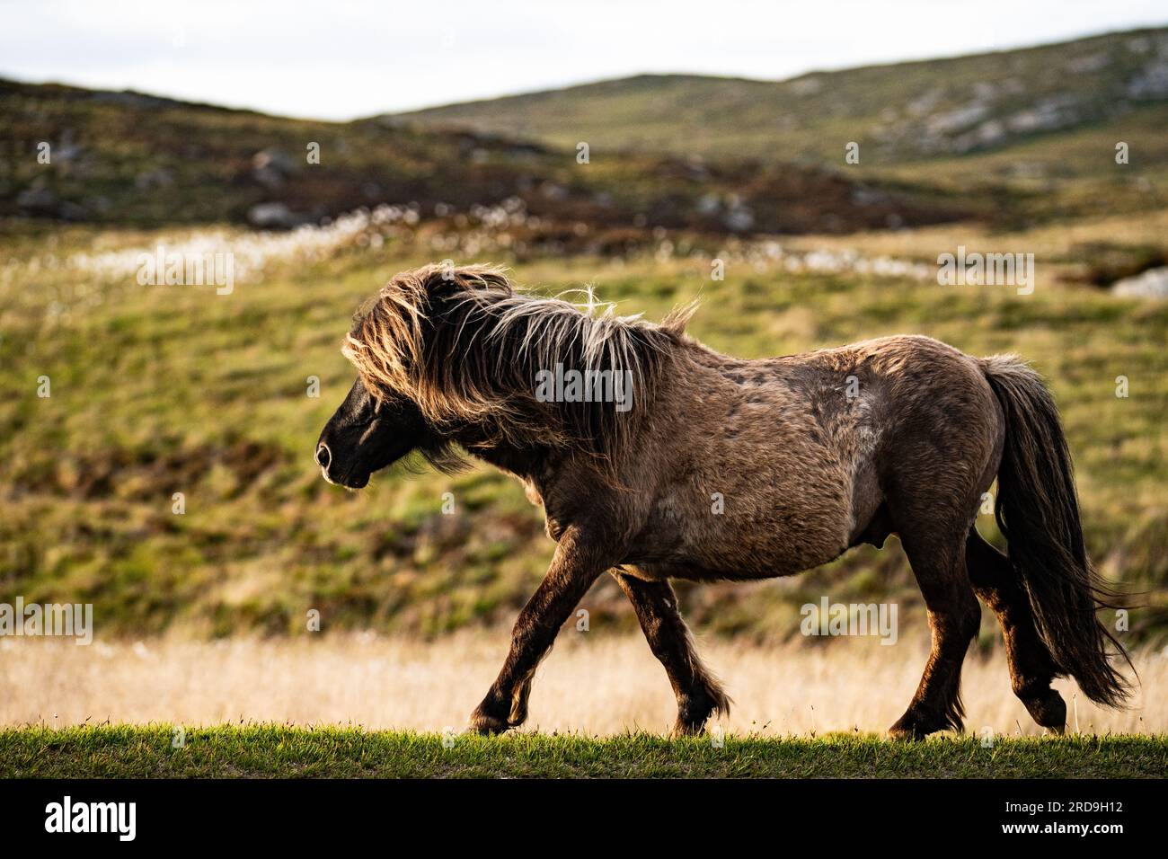 Beautiful ponies running free Stock Photo - Alamy