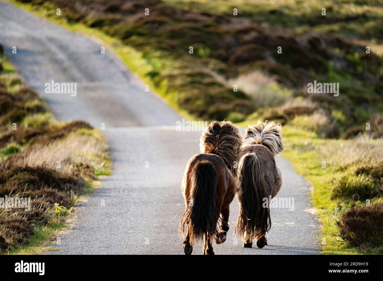Beautiful ponies running free Stock Photo - Alamy