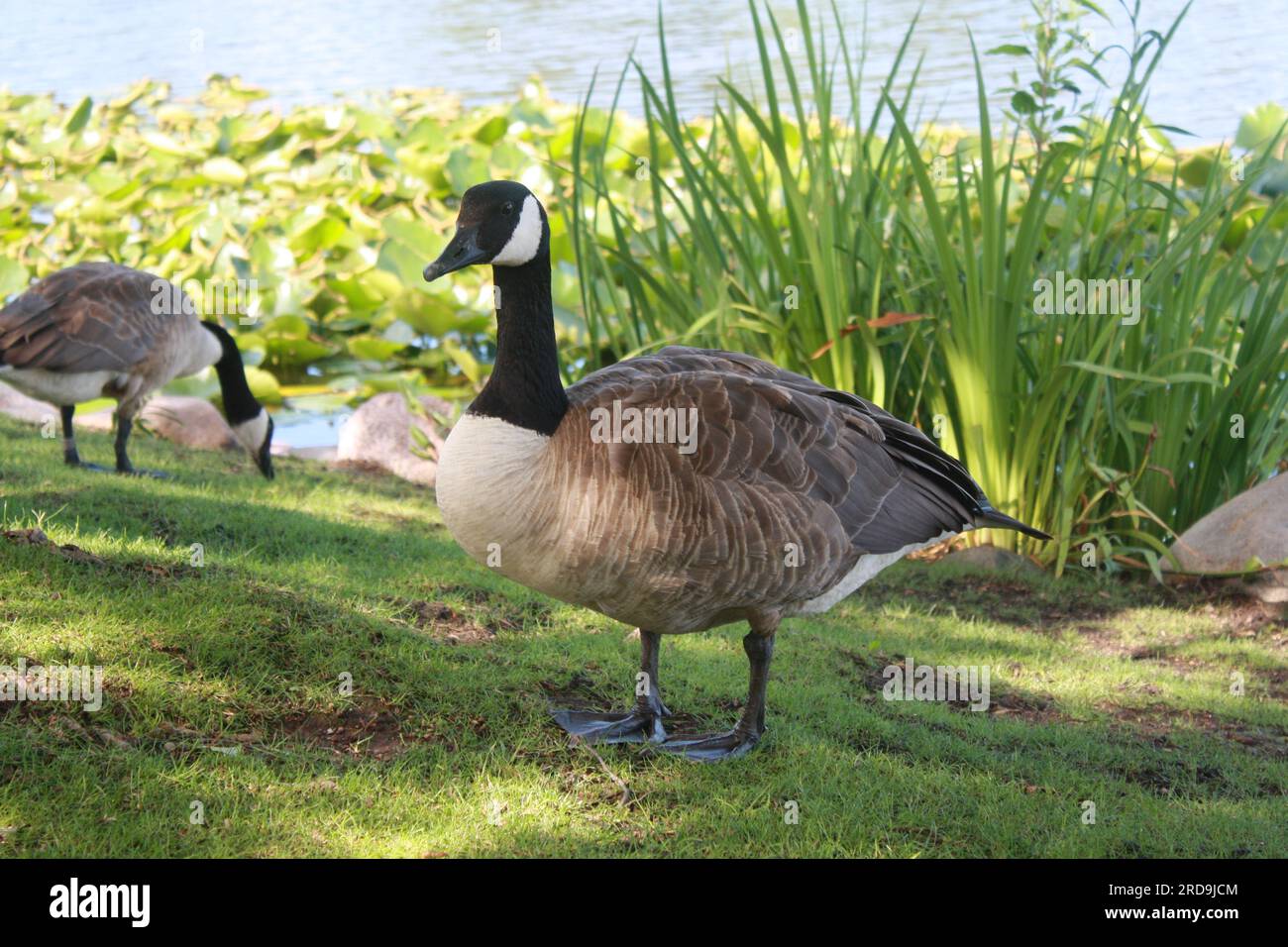 Goose in Jackson Park, Chicago Stock Photo - Alamy