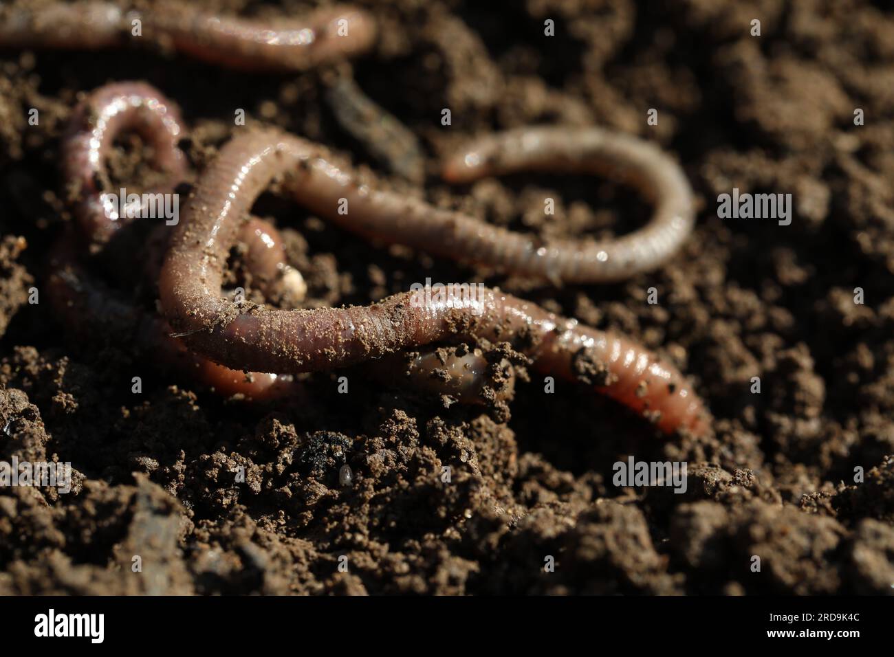 Earth worms and rain hi-res stock photography and images - Alamy