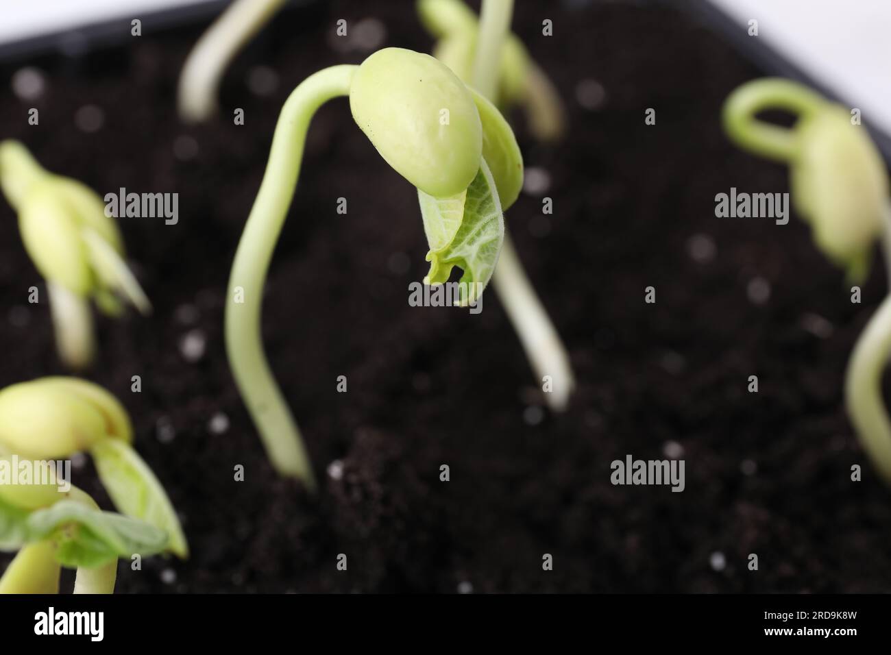 Kidney bean sprout hi-res stock photography and images - Alamy
