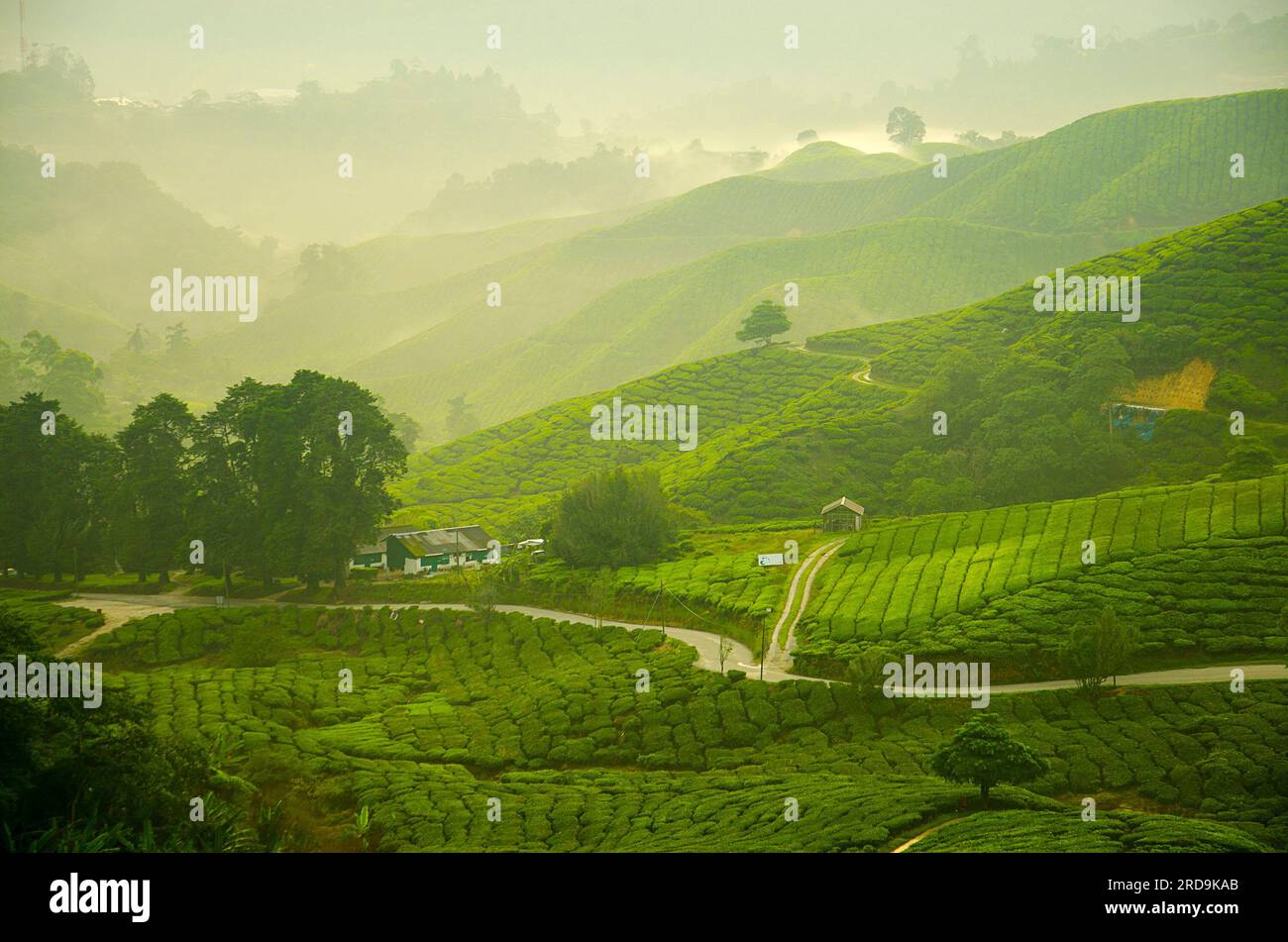 Cameron highlands sunrise hi-res stock photography and images - Alamy