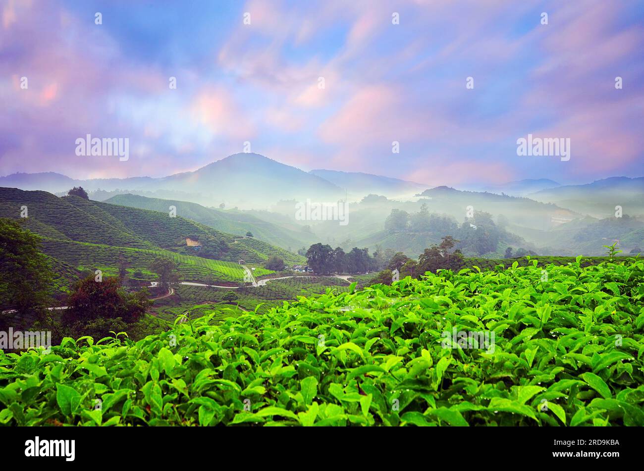 Beautiful sunrise view at Tea Plantation, Cameron Highland Stock Photo ...