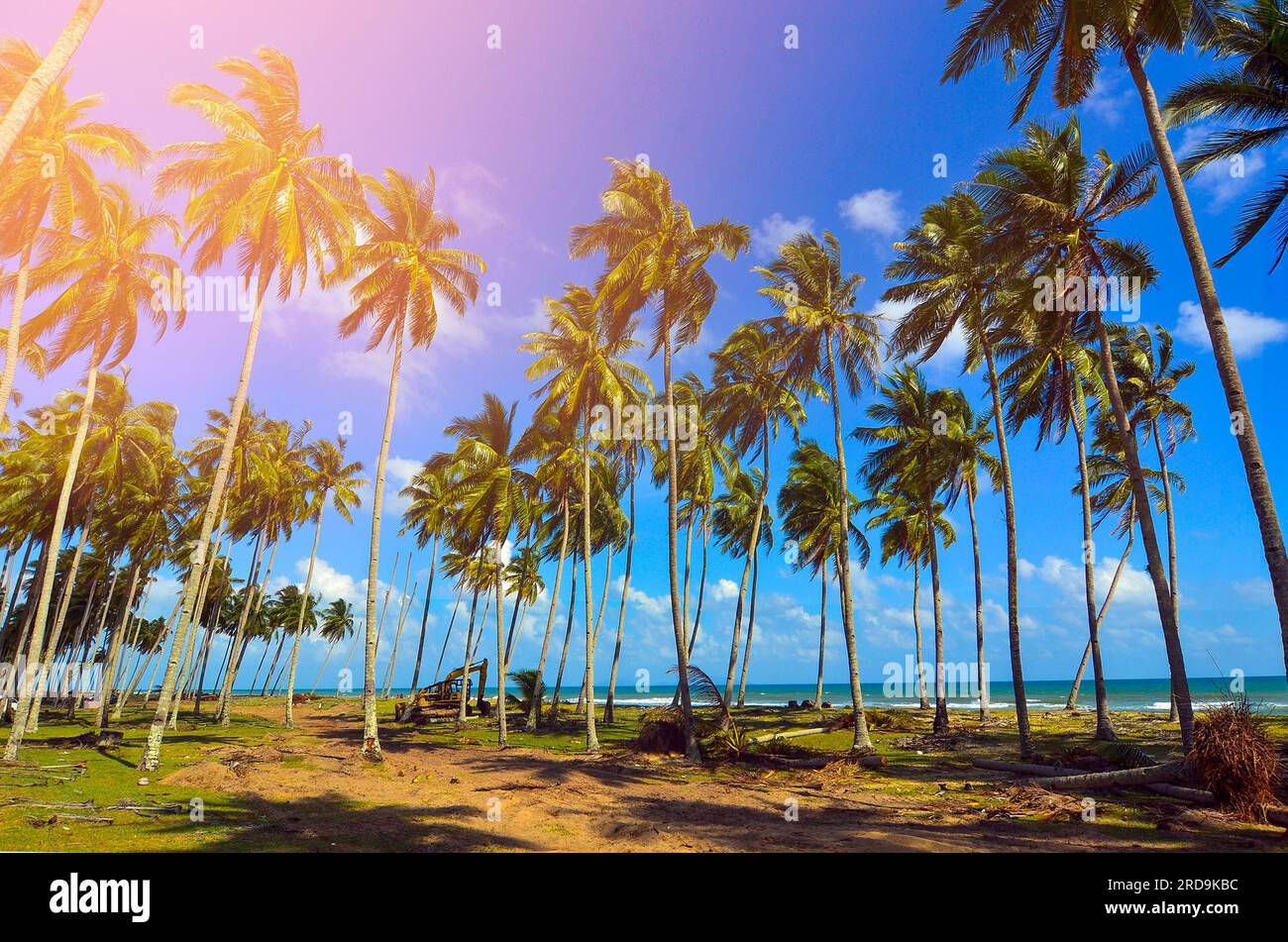Beautiful Formation of Coconut trees at the beach of south china sea ...