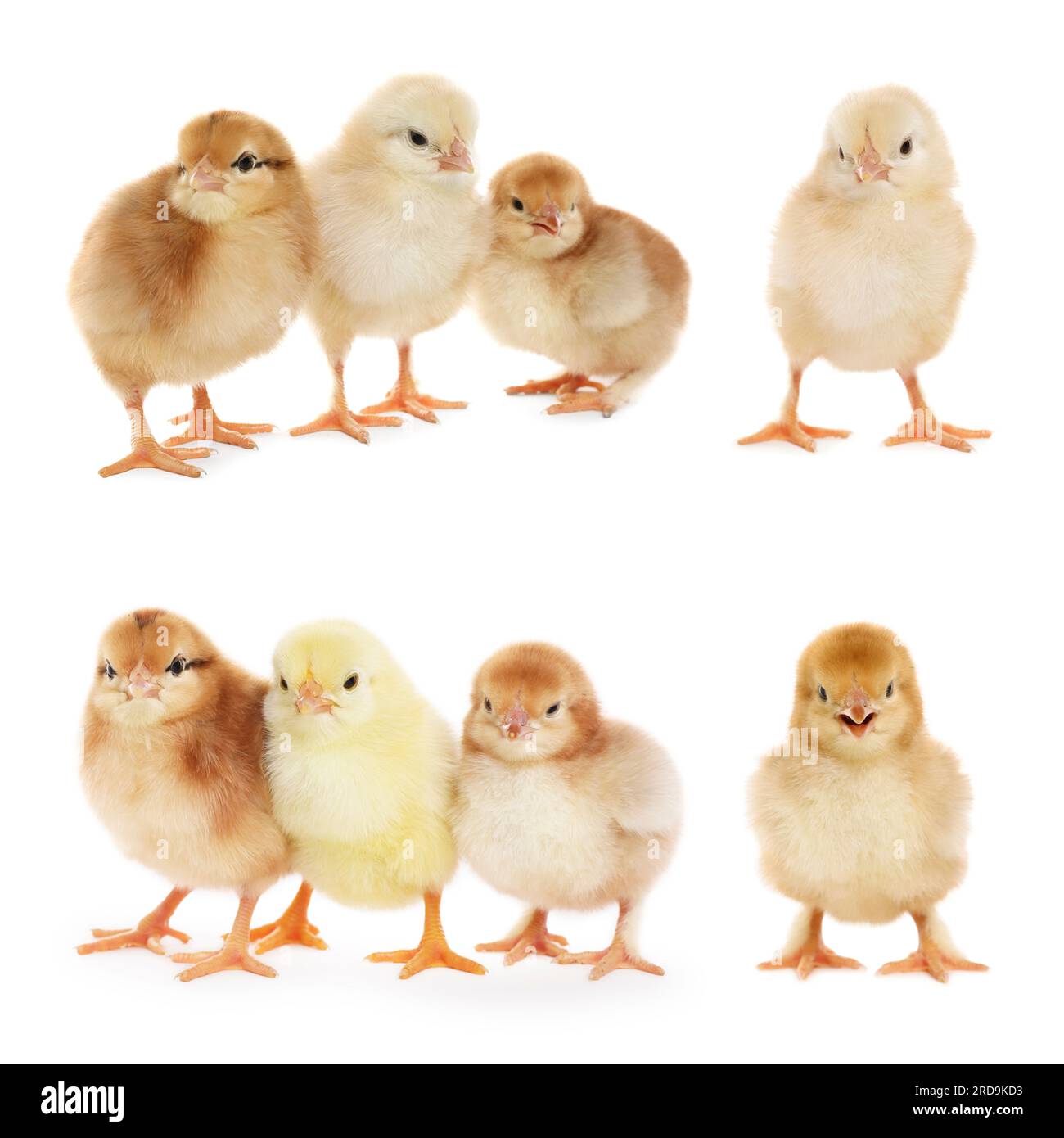 Cute baby chickens hi-res stock photography and images - Alamy