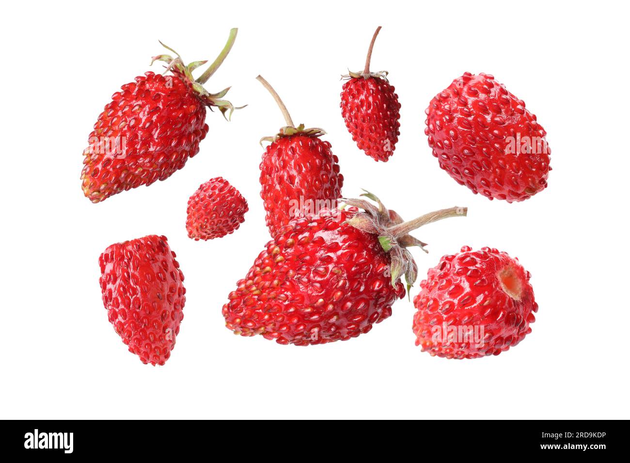 Many fresh ripe wild strawberries falling on white background Stock ...