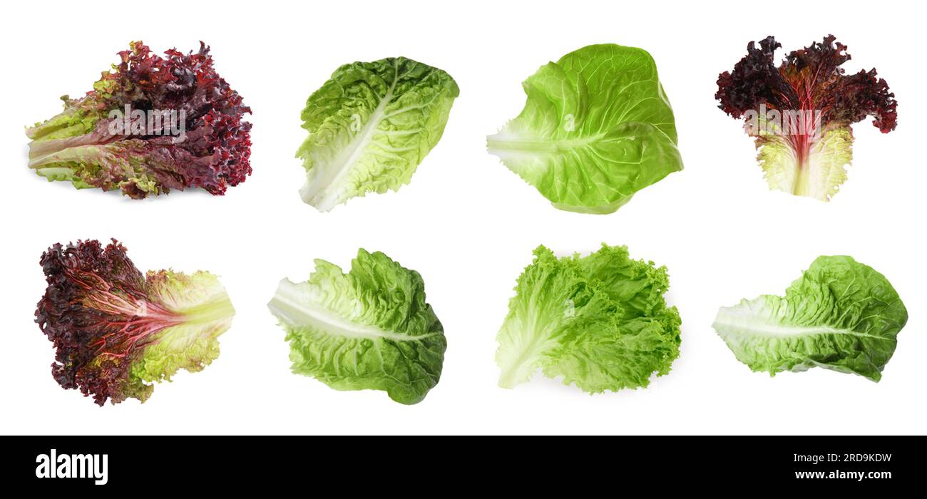 Different types of lettuce isolated on white, collage design Stock ...