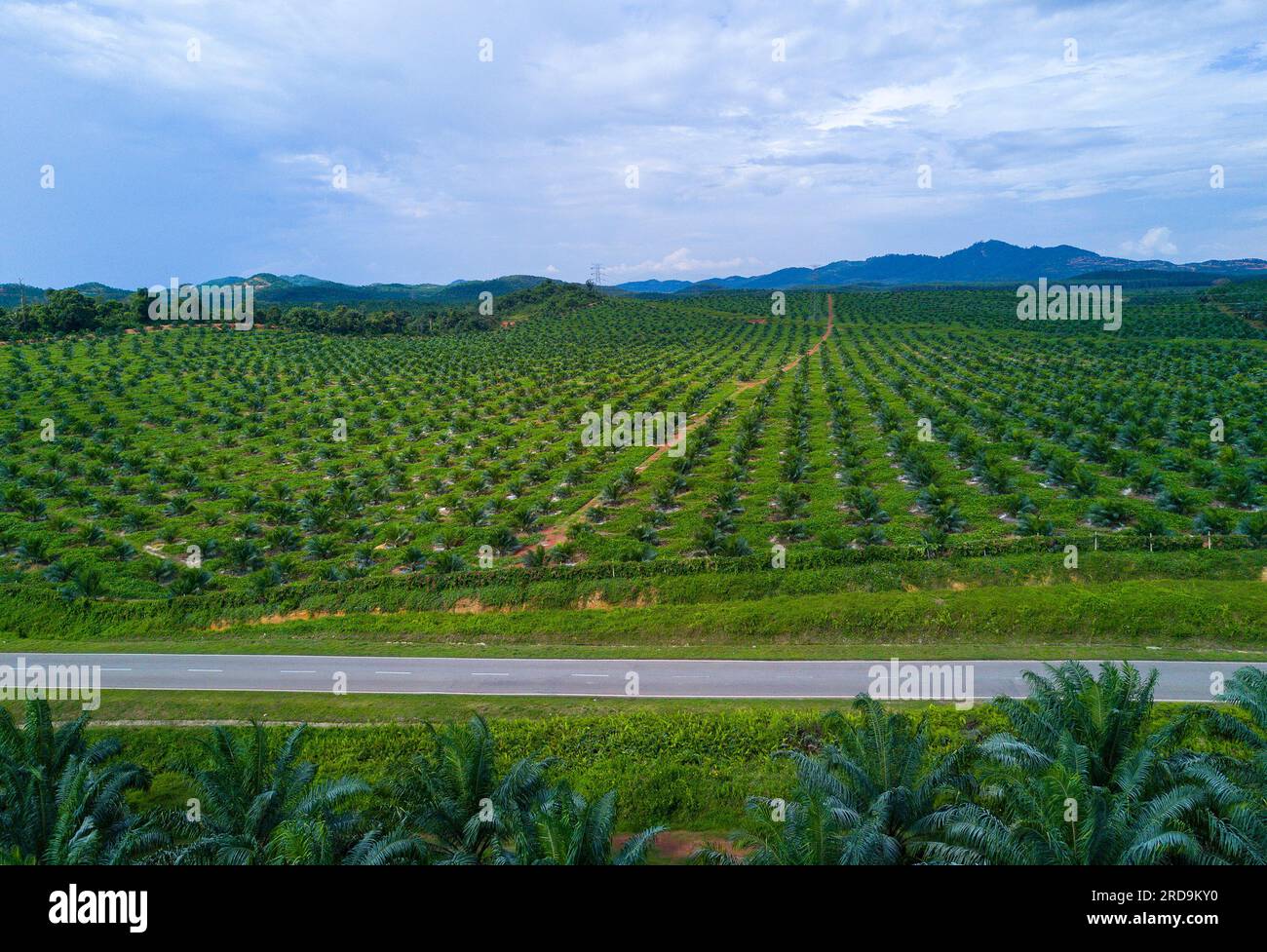 Aerial oil palm farm land hi-res stock photography and images - Alamy