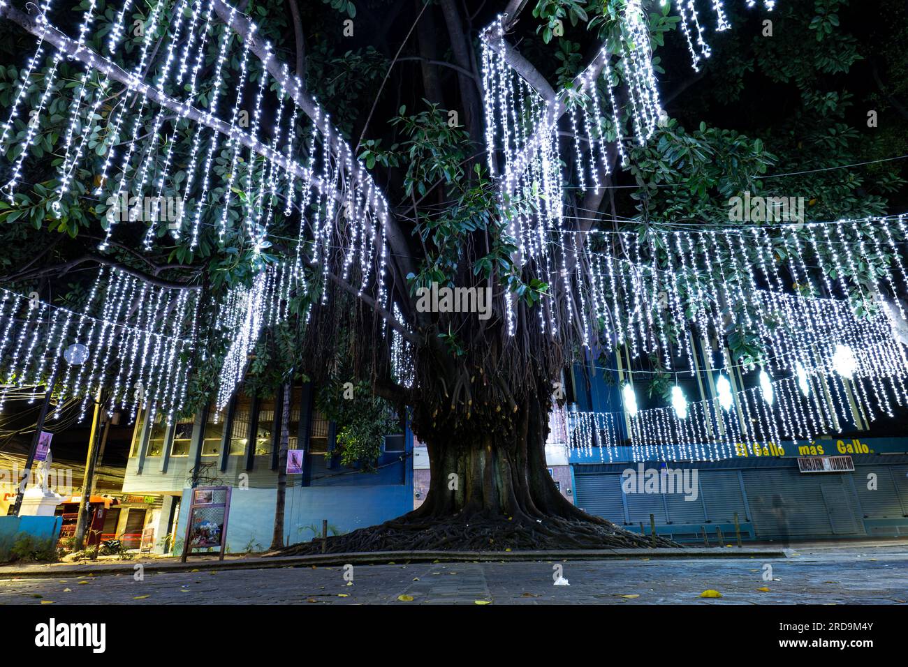 Tegucigalpa, Francisco Morazan, Honduras - December 11, 2022: Huge Tree ...