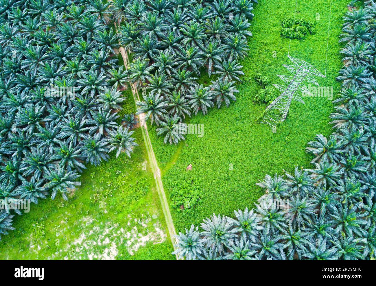 Aerial view of oil palm plantation on east Asia Stock Photo - Alamy