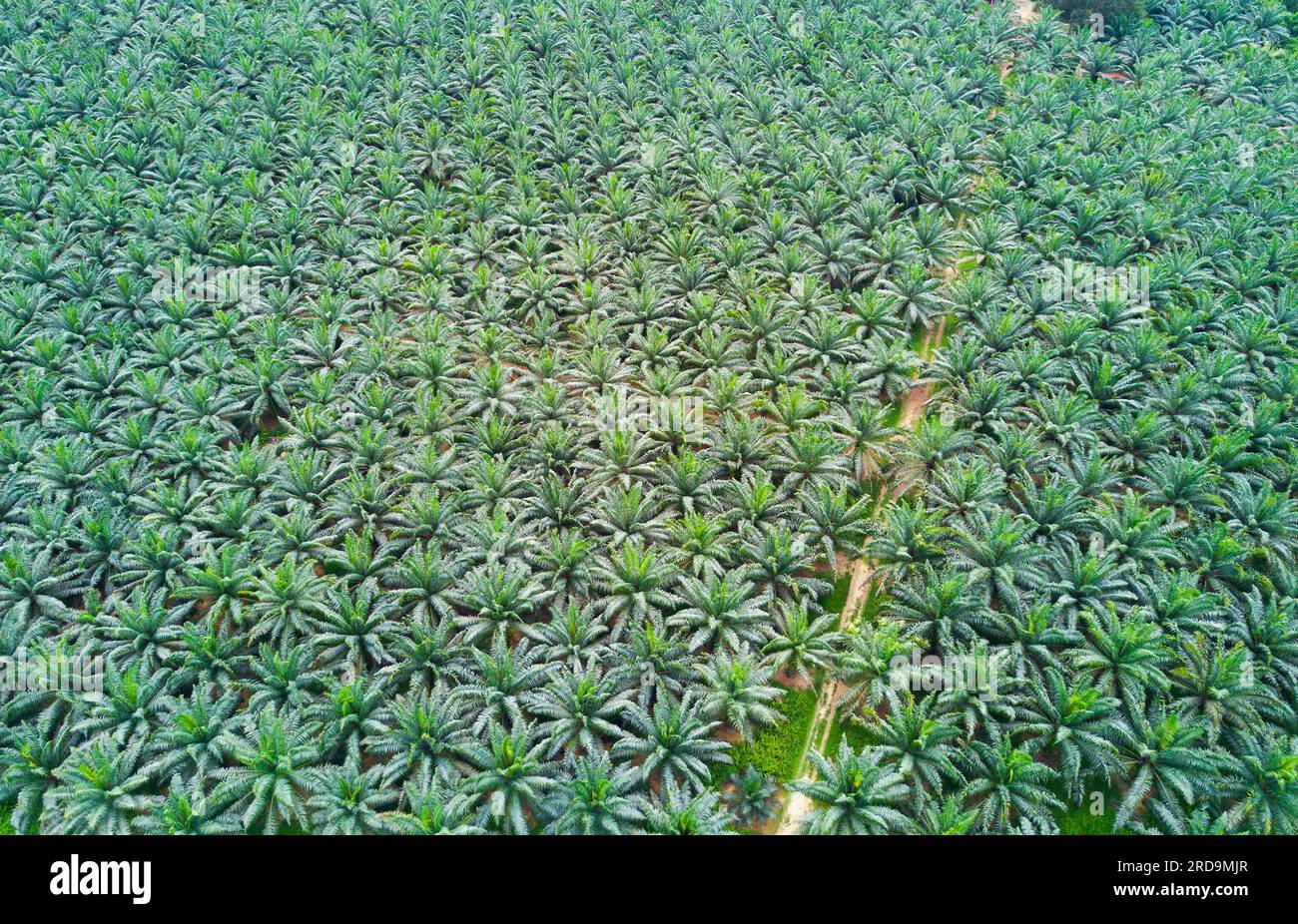 Aerial view of oil palm plantation on east Asia Stock Photo - Alamy