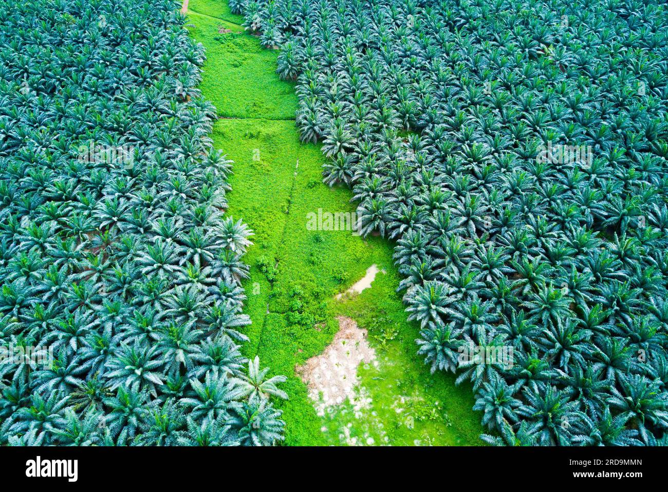 View palm oil plantation on hi-res stock photography and images - Alamy