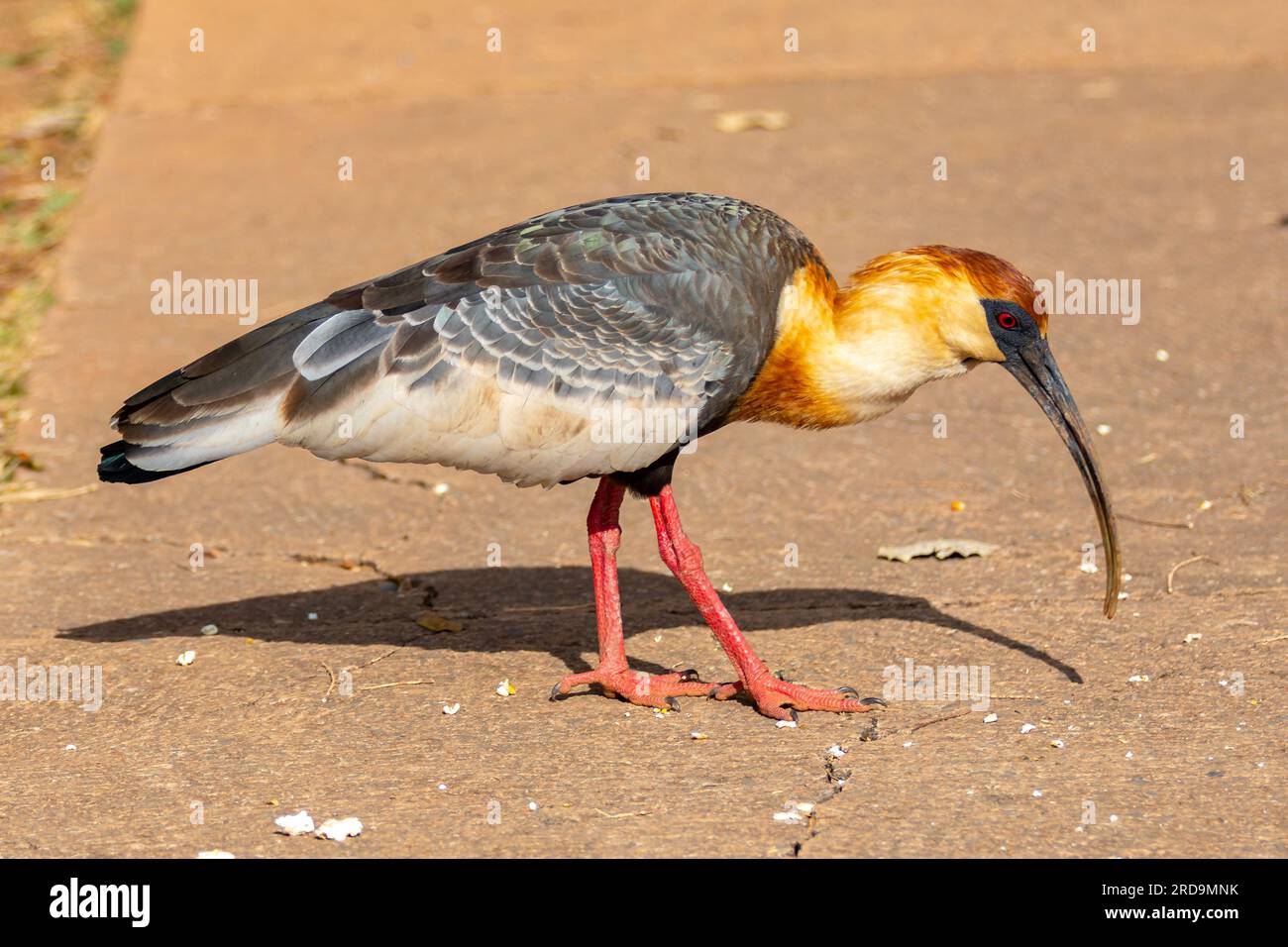 Curicaca bird (Theristicus caudatus) , large-beaked waders typical of ...