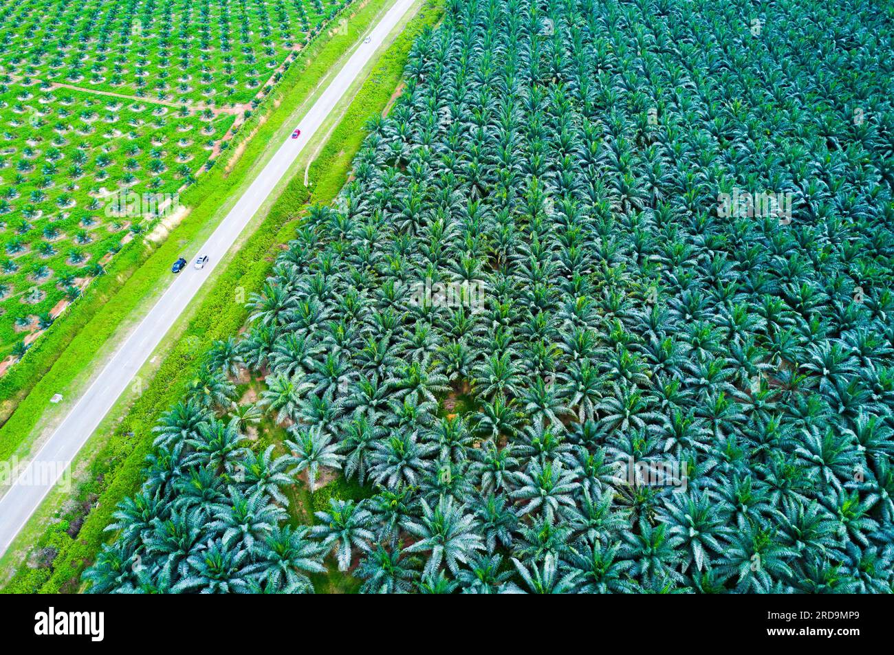 Oil palm tree plantation hi-res stock photography and images - Alamy
