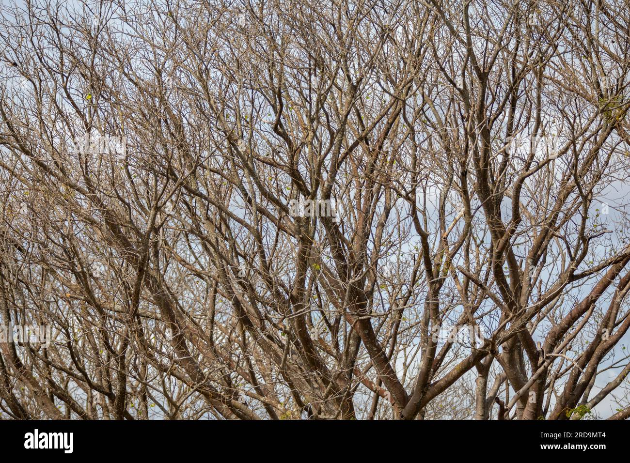 Dry tree branches in full frame with light background Stock Photo - Alamy