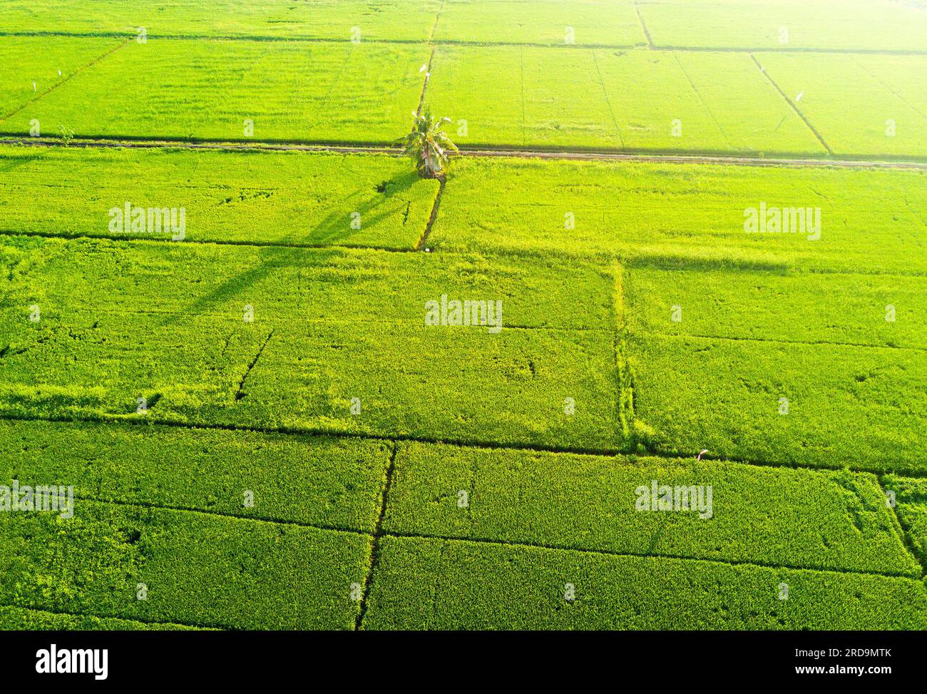 Drone view of paddy field hi-res stock photography and images - Alamy