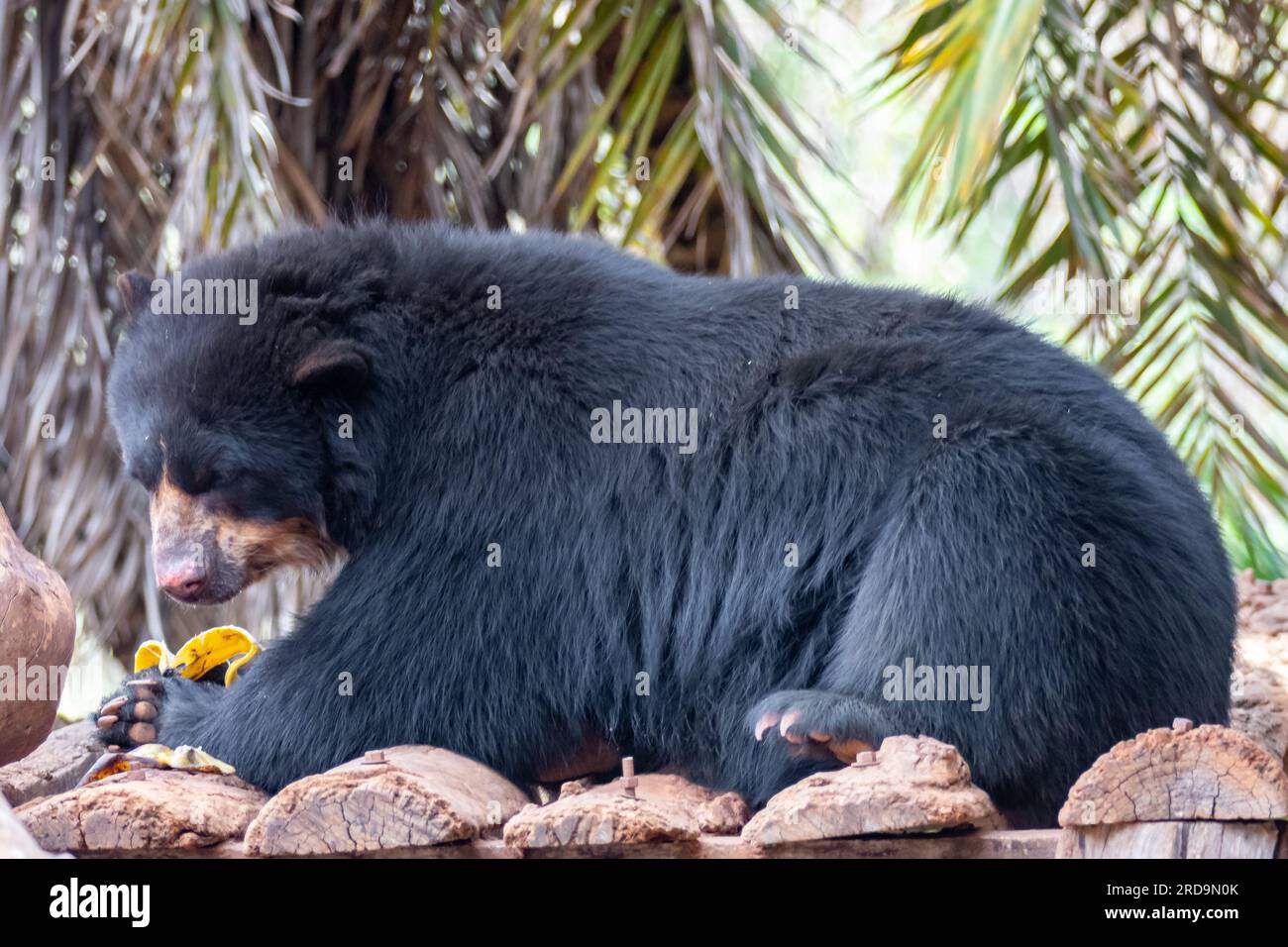 A beautiful and rare spectacled bear alone in close-up with depth of ...