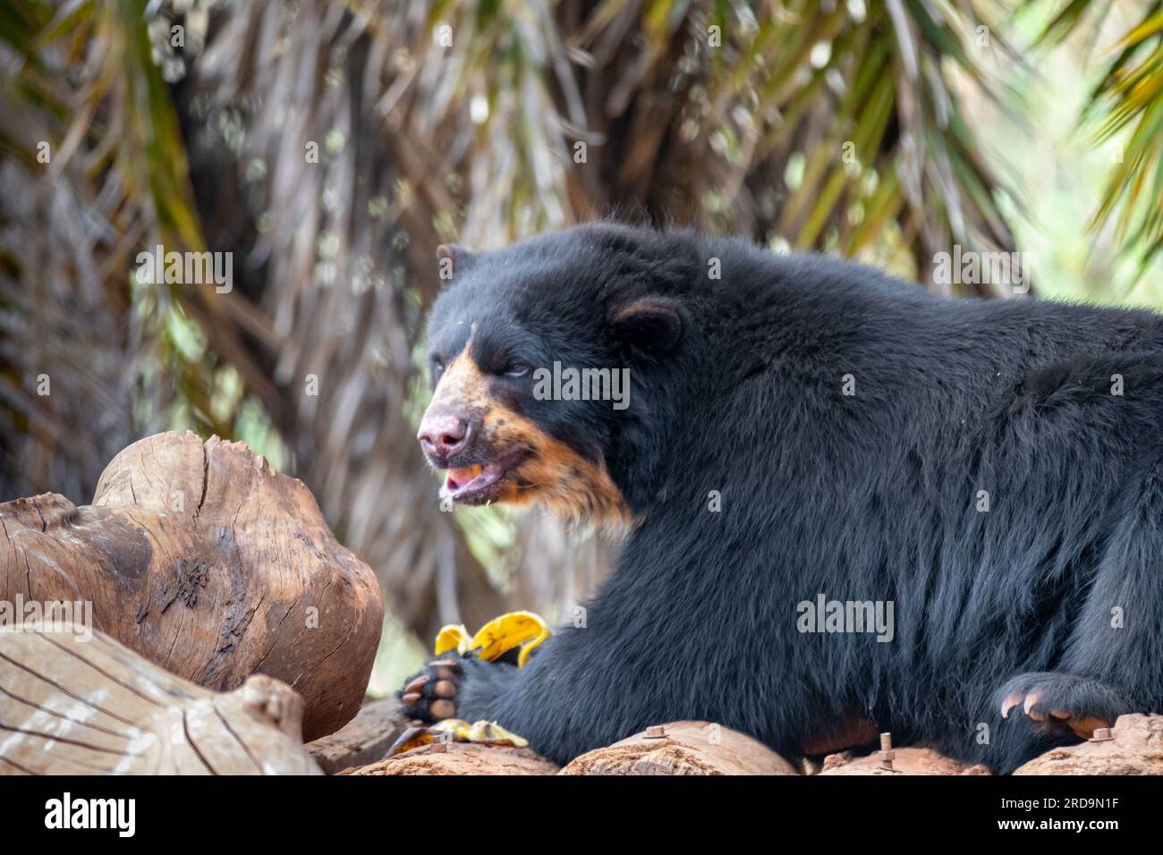 A beautiful and rare spectacled bear alone in close-up with depth of ...