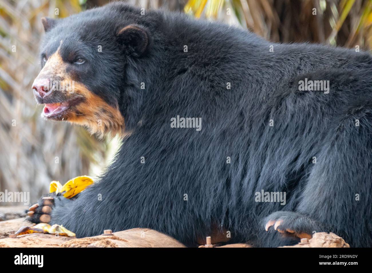 A beautiful and rare spectacled bear alone in close-up with depth of ...