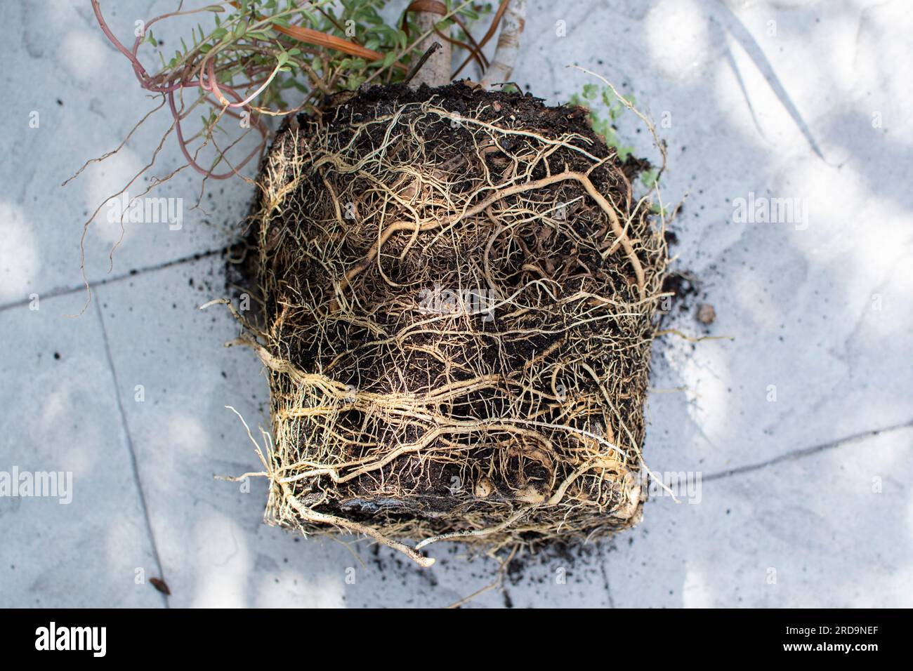 Repotting dracaena with root bounding. Root bound house plant. Tight ...