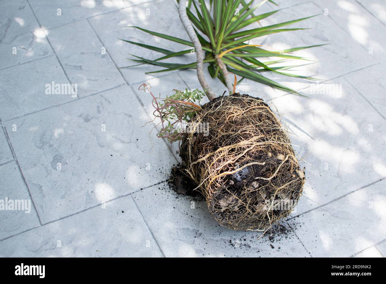 Repotting dracaena with root bounding. Root bound house plant. Tight ...