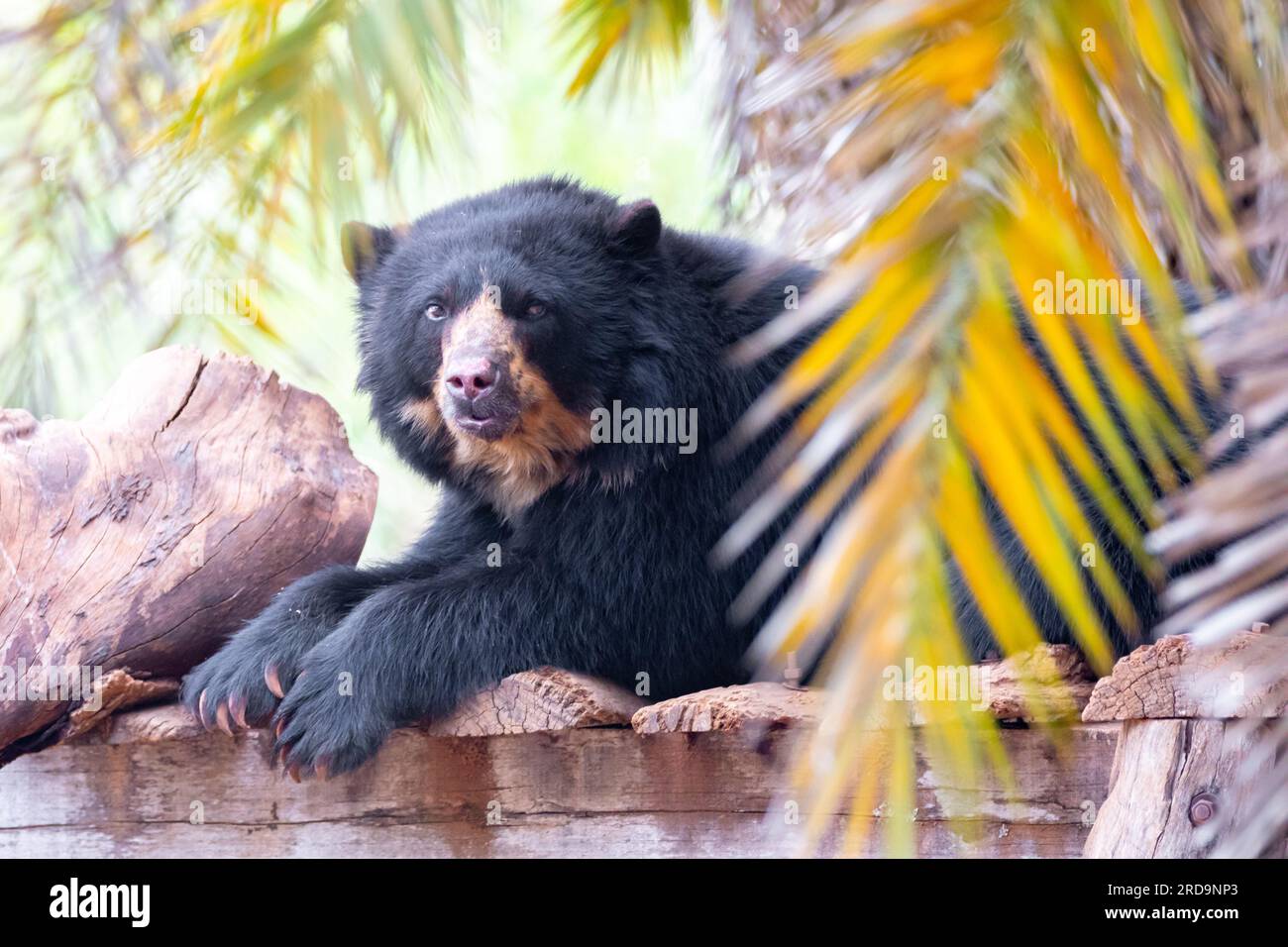 A beautiful and rare spectacled bear alone in close-up with depth of ...