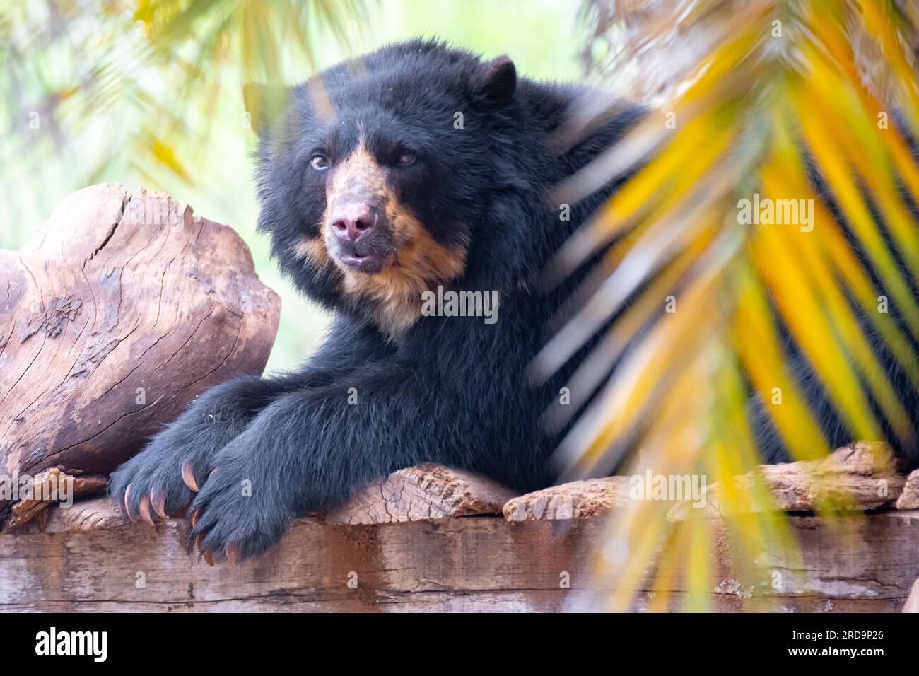 A beautiful and rare spectacled bear alone in close-up with depth of ...