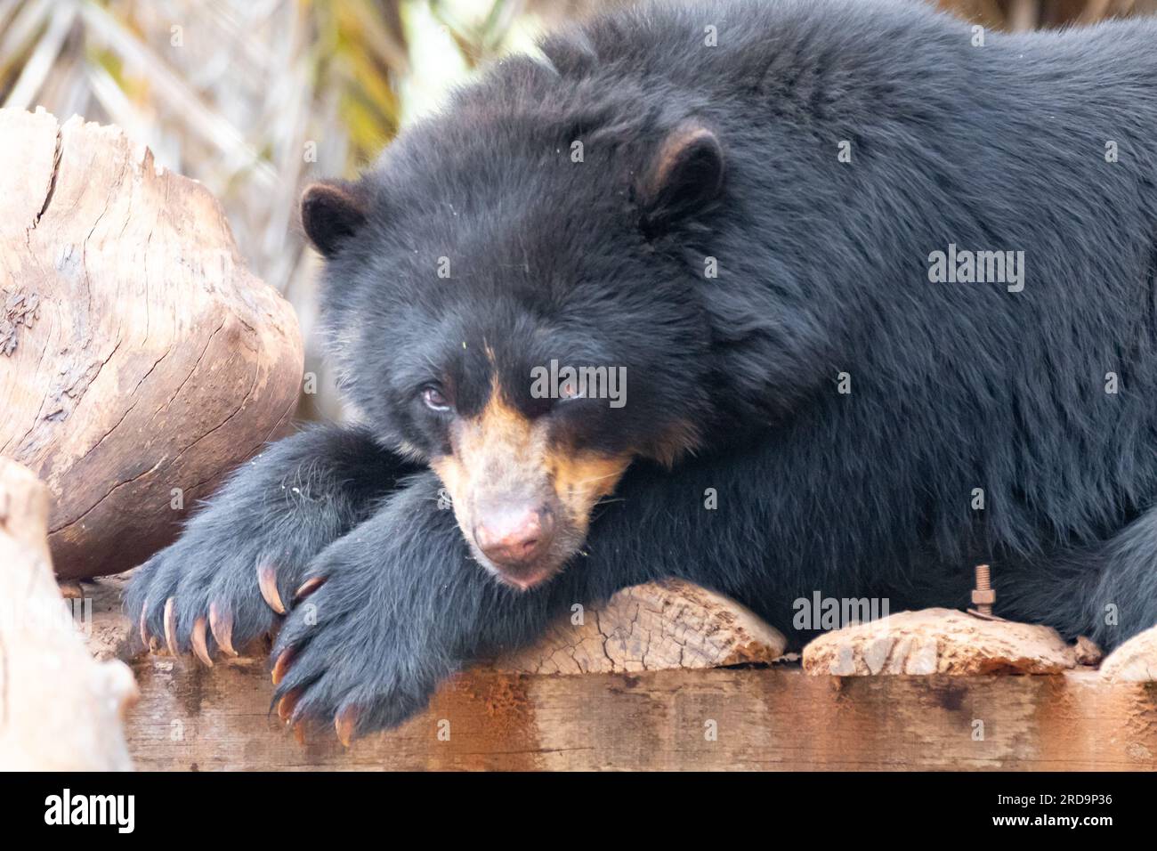 A beautiful and rare spectacled bear alone in close-up with depth of ...
