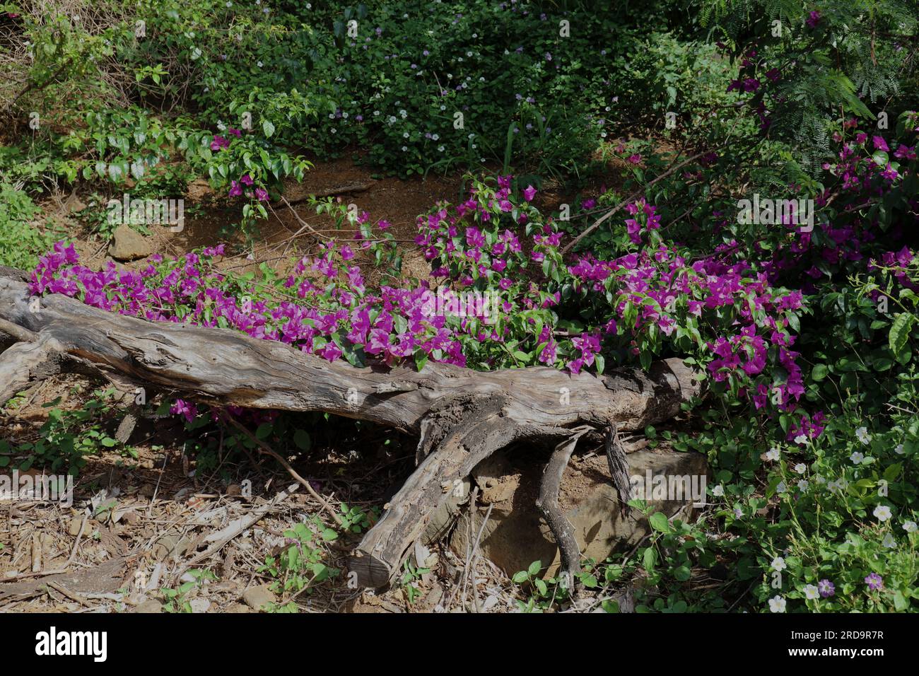 Bougainvillea glabra vine filled with an abundance of pink flowers ...