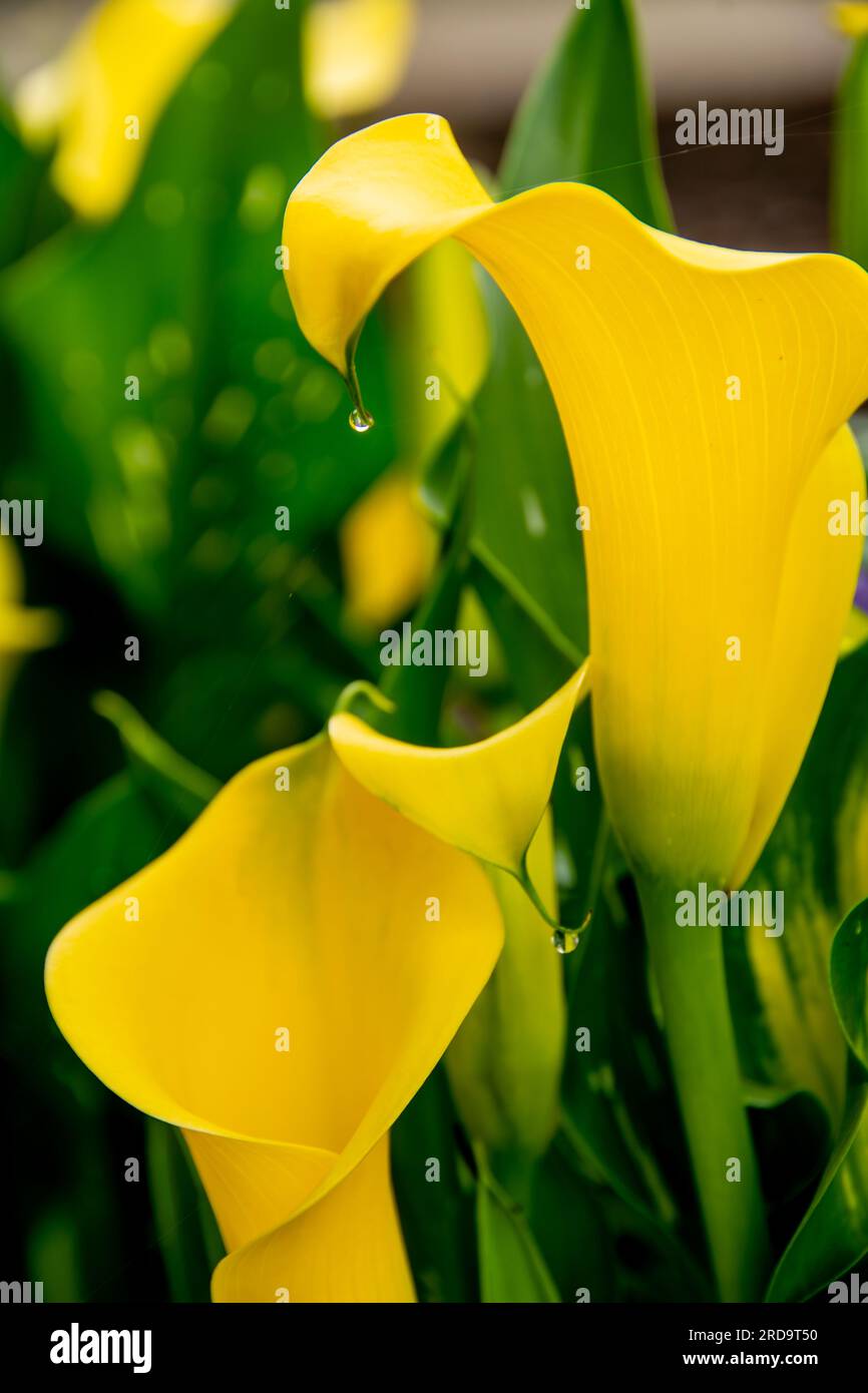 Vibrant Yellow Calla Lilies of a bright spring morning with water droplets on the petals Stock ...