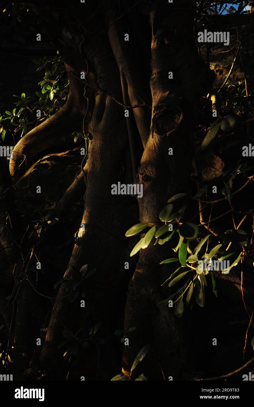 Fig Tree Roots and fleshy dark green leaves along the Hermitage Walking ...