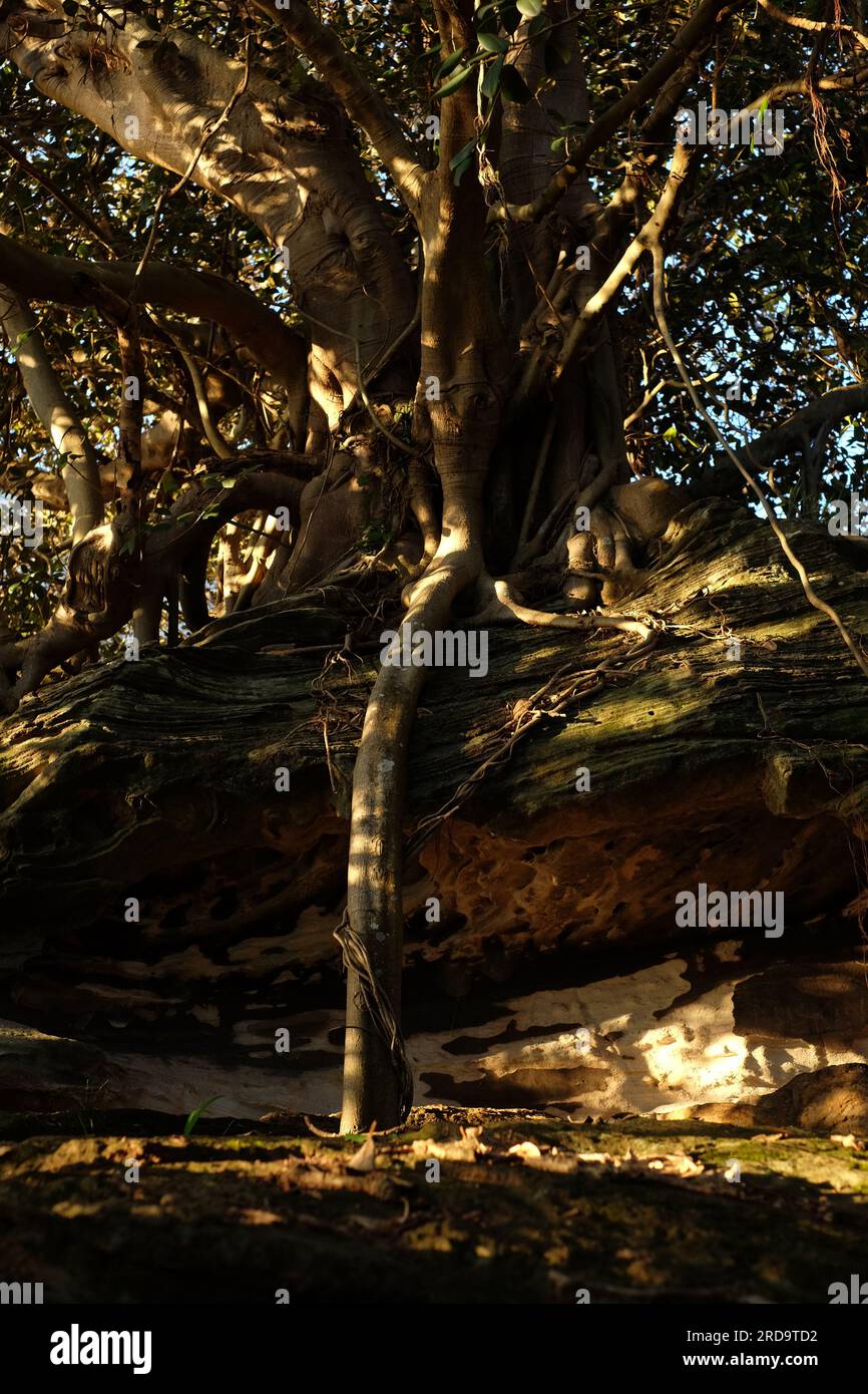 Ficus rubiginosa port jackson fig hi-res stock photography and images ...