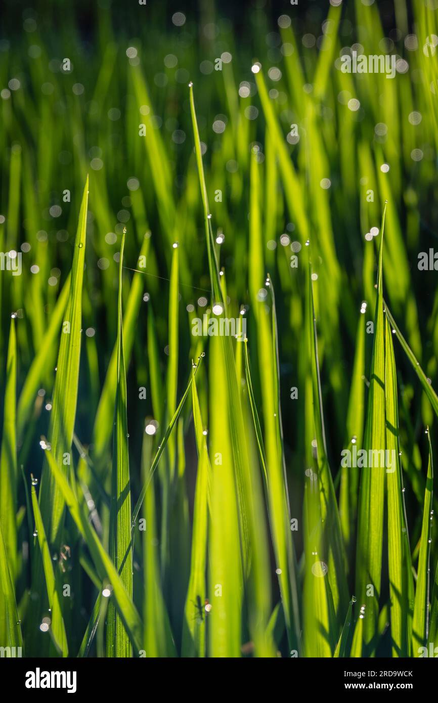 Morning rice field hi-res stock photography and images - Alamy