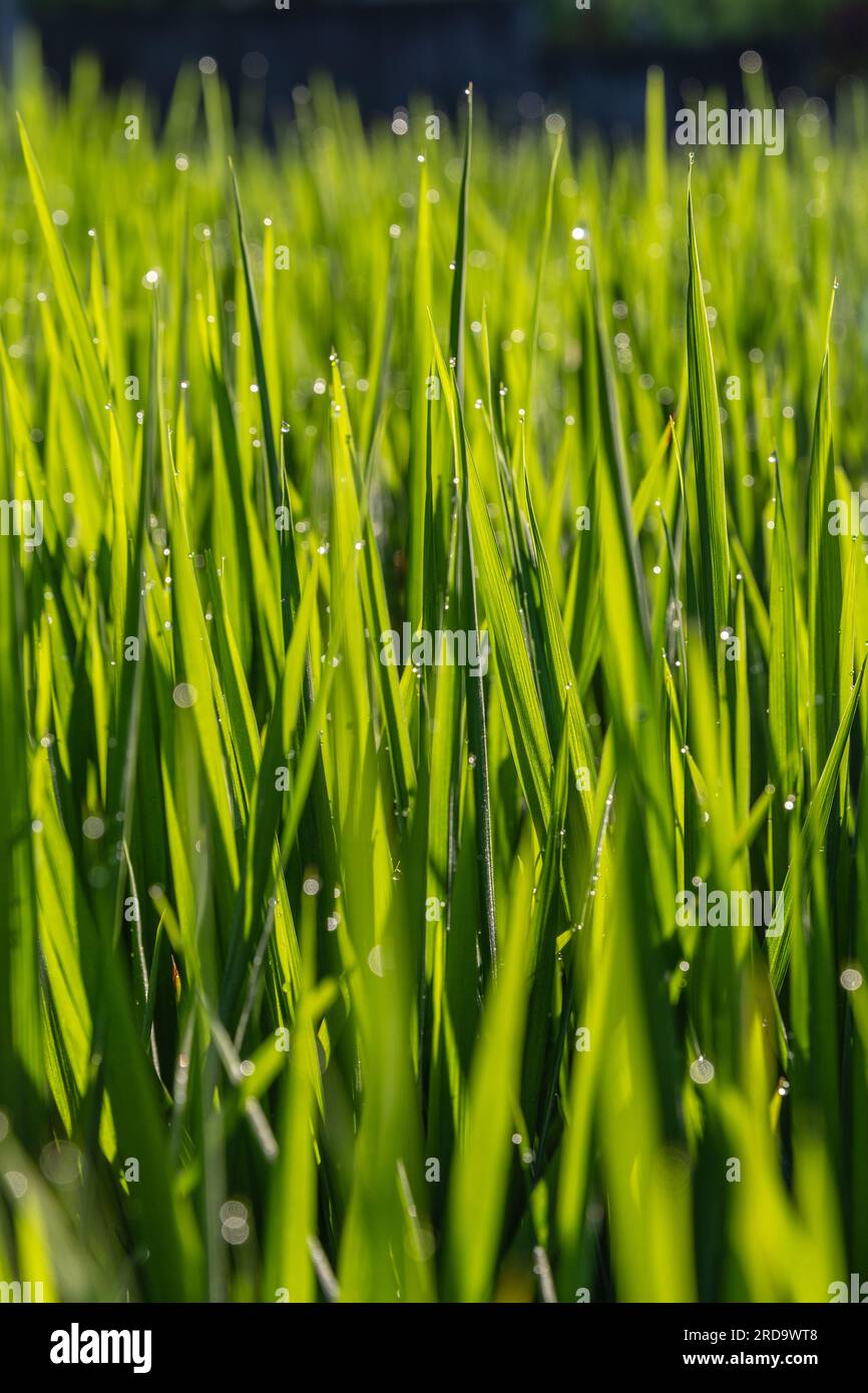 Morning rice field hi-res stock photography and images - Alamy