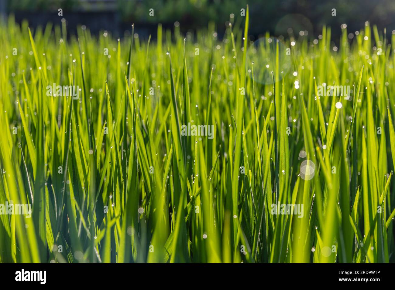 Morning rice field hi-res stock photography and images - Alamy