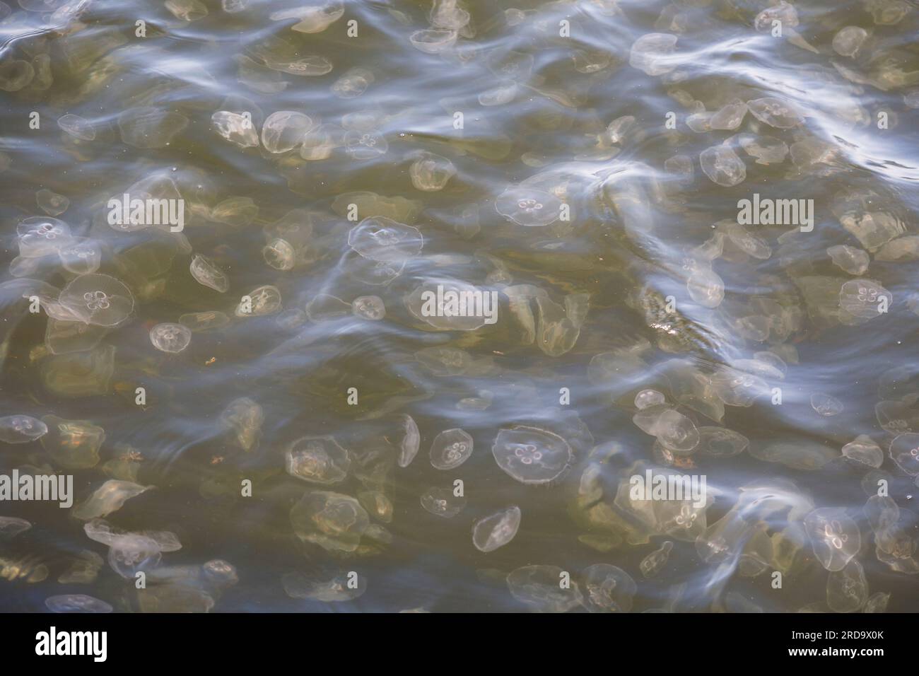 Moon jellyfish swarm hi-res stock photography and images - Alamy Moon jellyfish swarm hi-res stock photography and images - Alamy