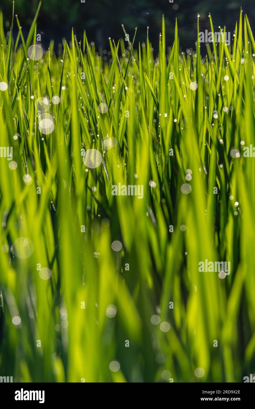 Morning rice field hi-res stock photography and images - Alamy