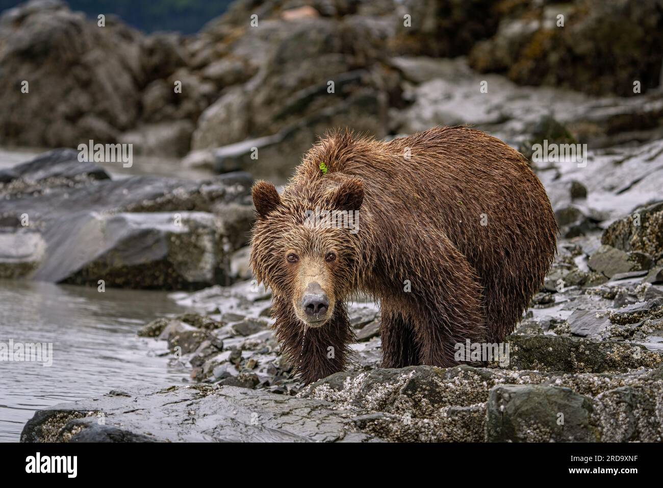 Brown bear on rocks Stock Photo - Alamy