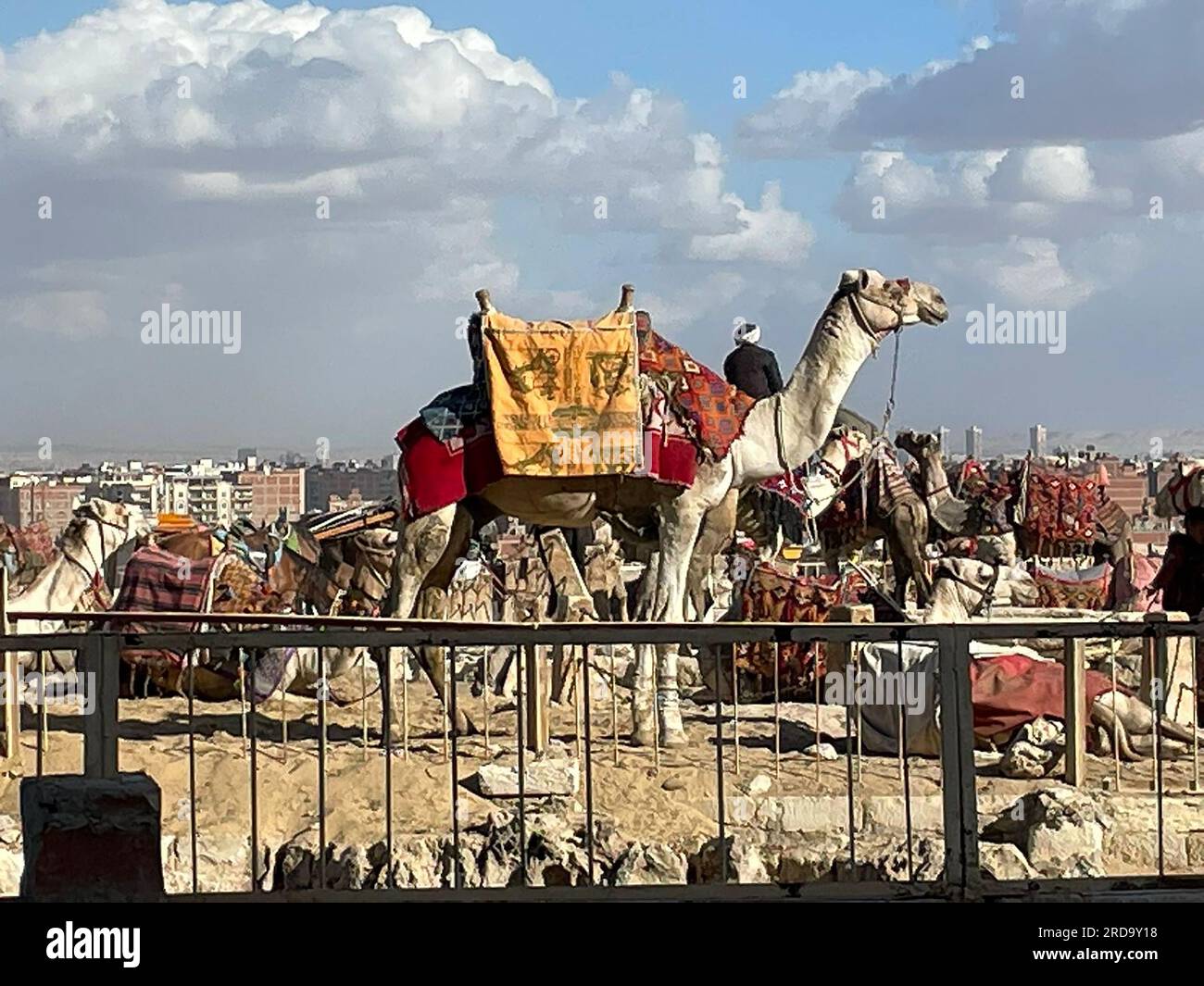 Cairo, Egypt - July 15, 2023: camel rider offers tours with his camel ...