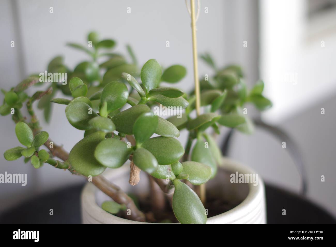JADE PLANT IN WHITE POT Stock Photo - Alamy