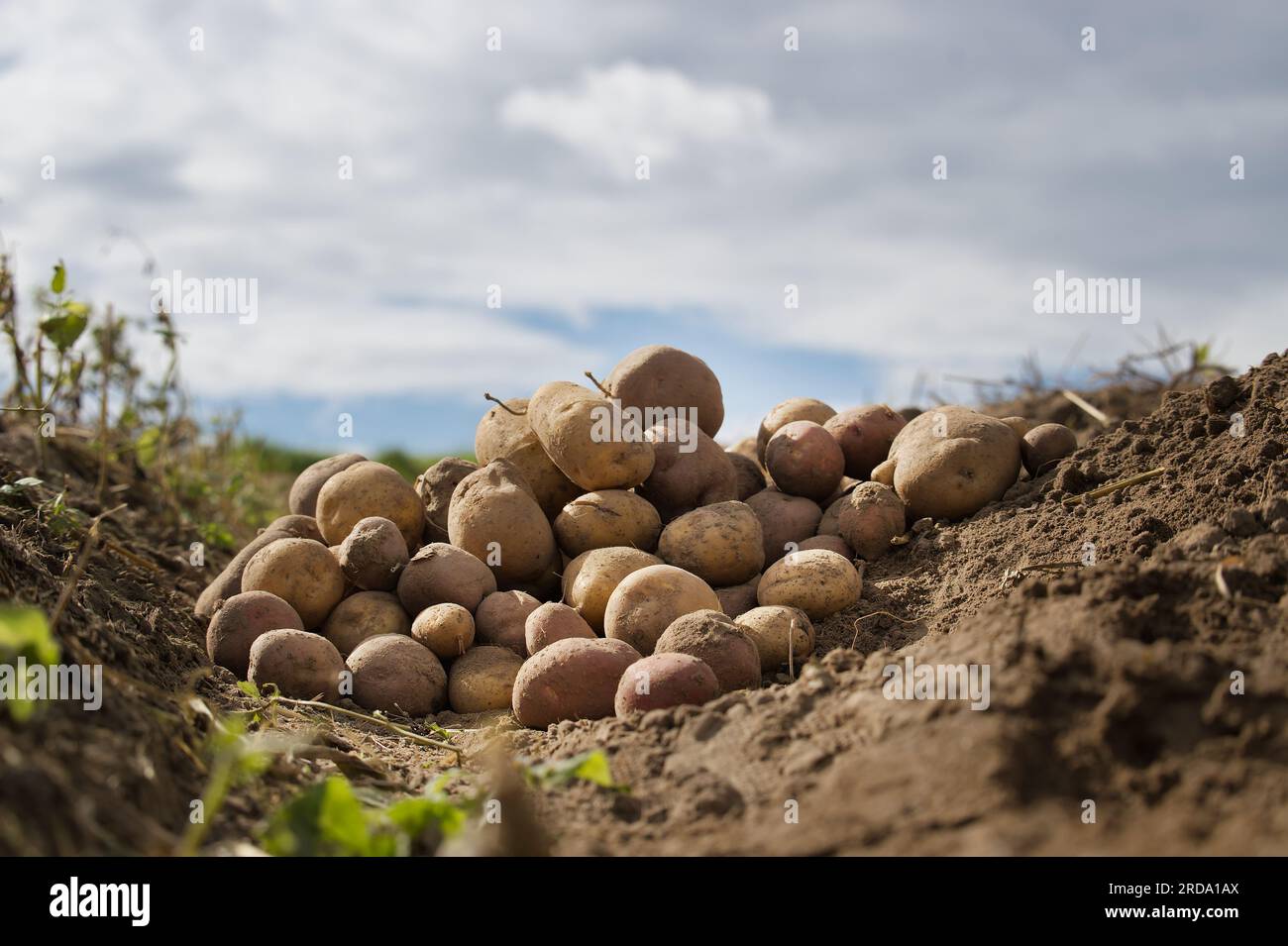 Heap of different types of potatoes in a farm field, low angle view ...